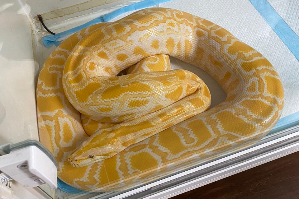 Últimas notícias | Após denúncia, quatro cobras exóticas são resgatadas ...