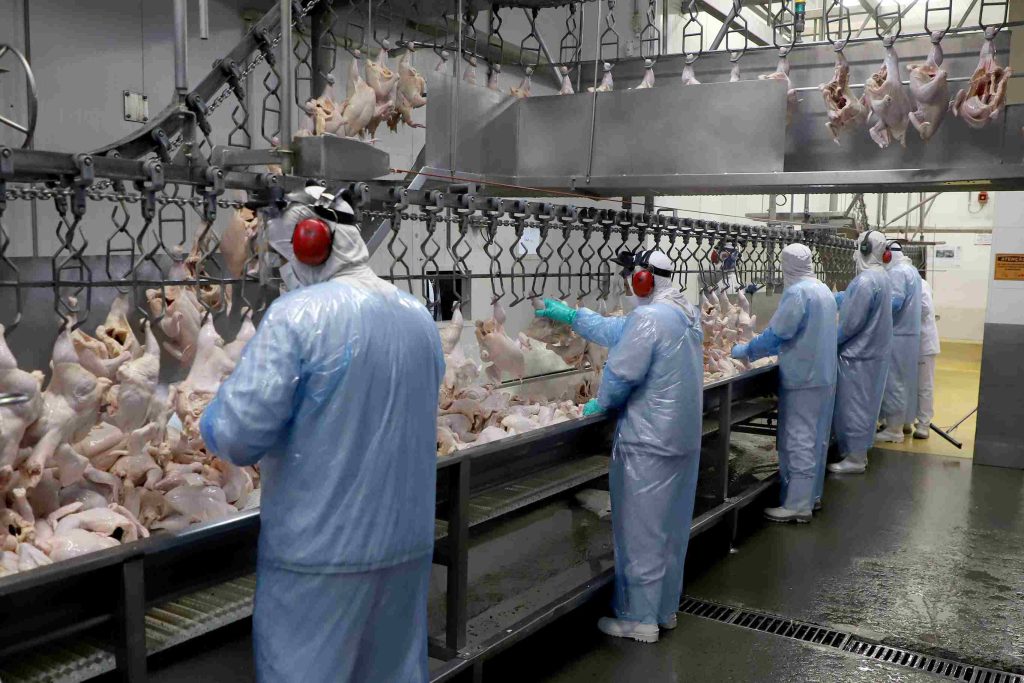 Produção de frango no Paraná cresce e lidera ranking nacional