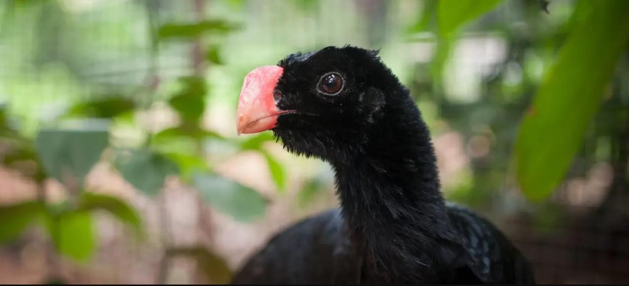 Brasília recebe exemplares de aves híbridas de mutum-de-alagoas