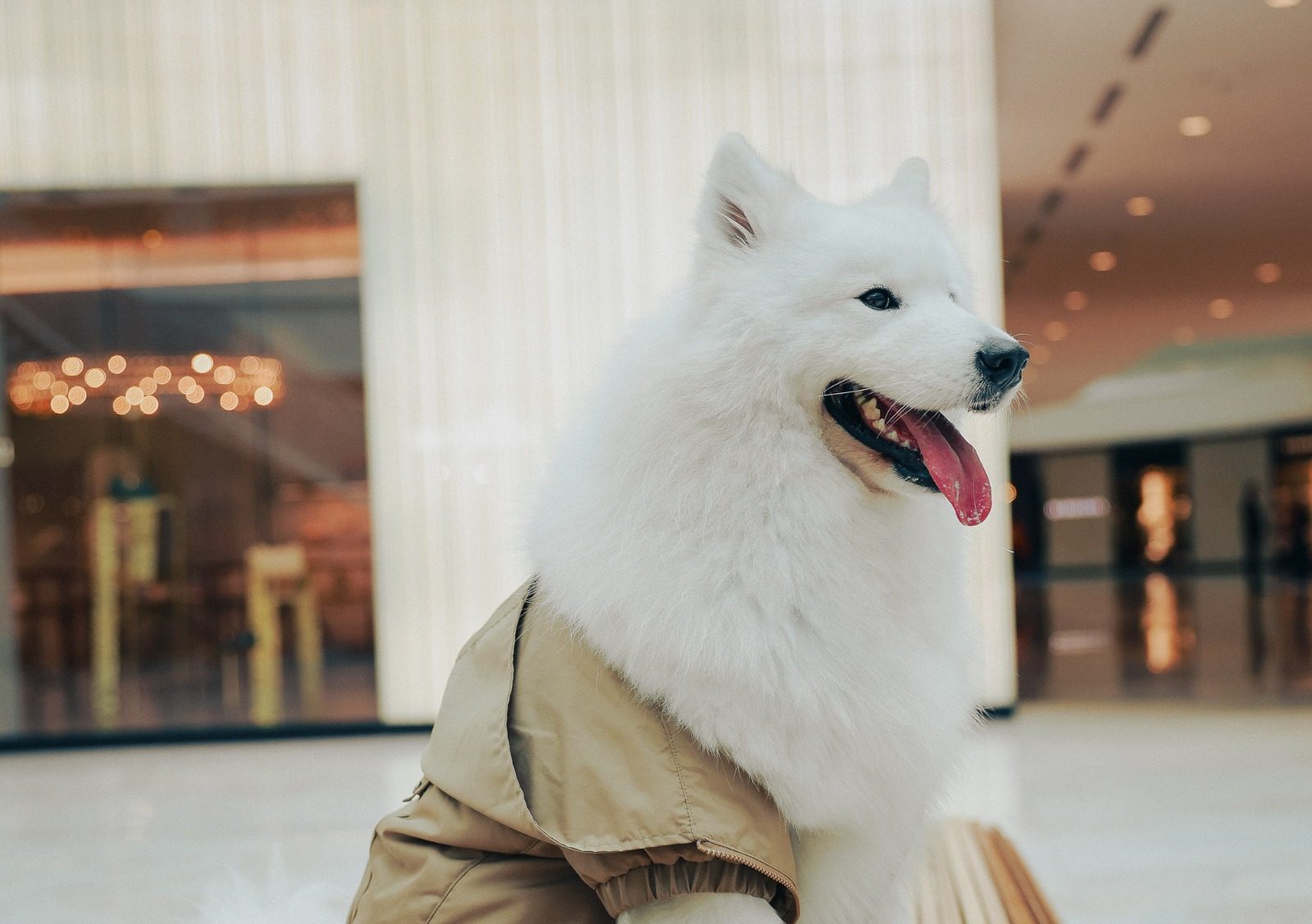 Shopping curitibano terá Dog Weekend